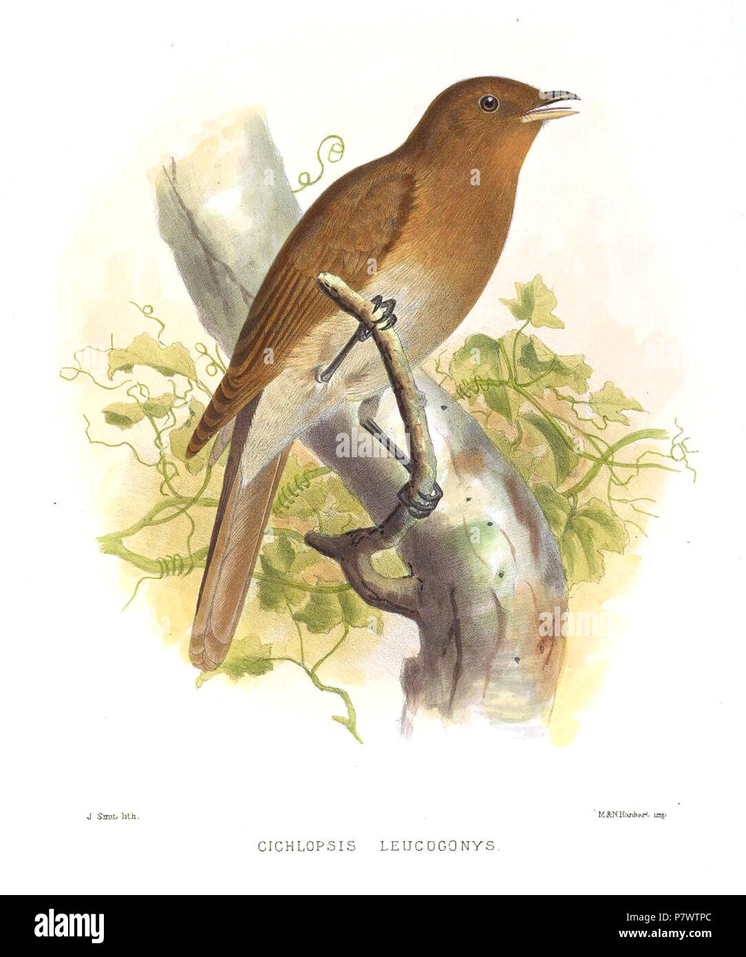 Cichlopsis leucogonys = Cichlopsis leucogenys . 1869 91 ...