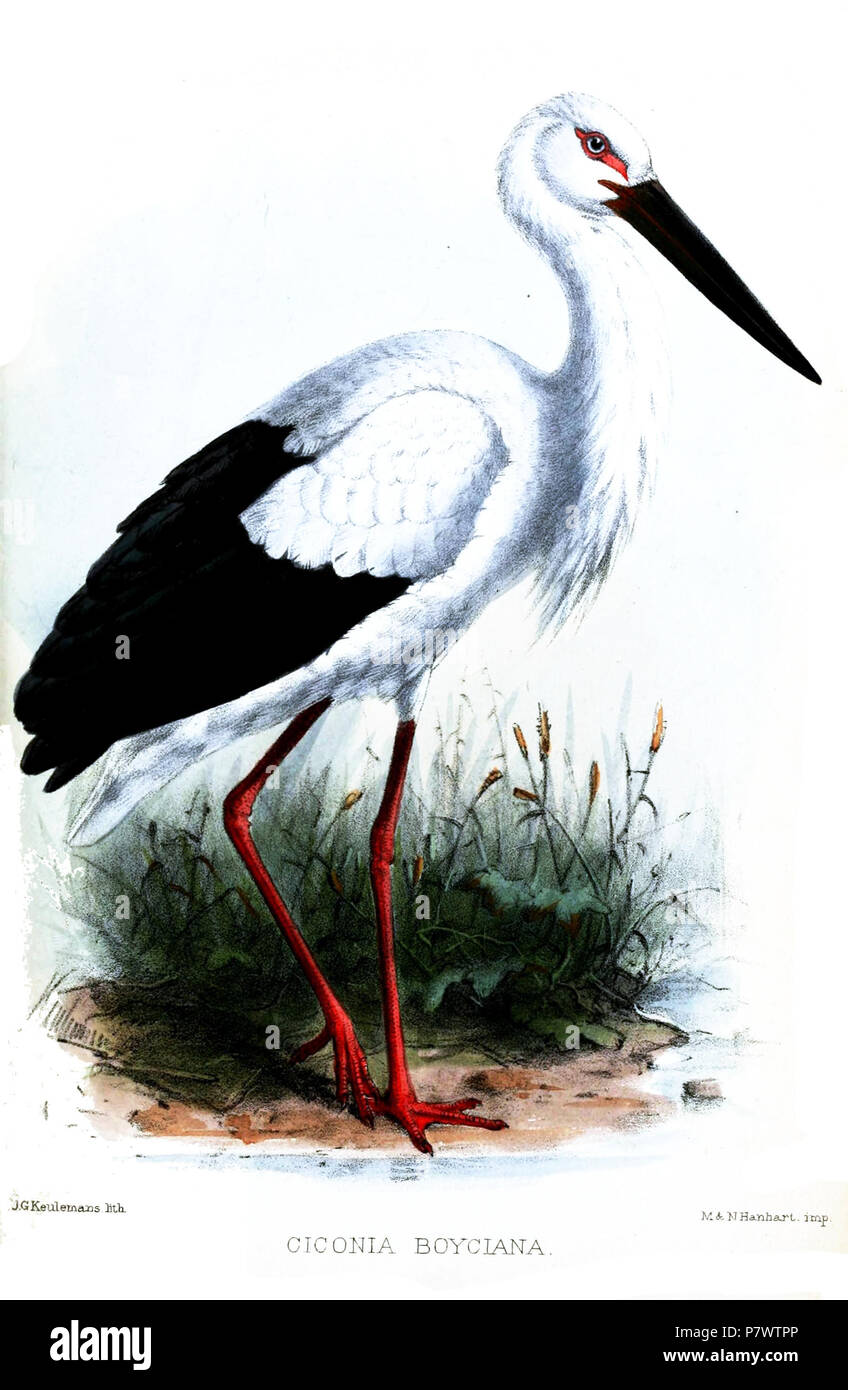 Boyciana hi-res stock photography and images - Alamy