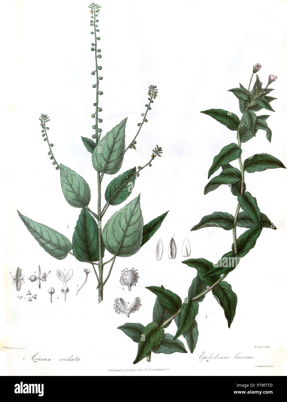 Circaea cordata hi-res stock photography and images - Alamy