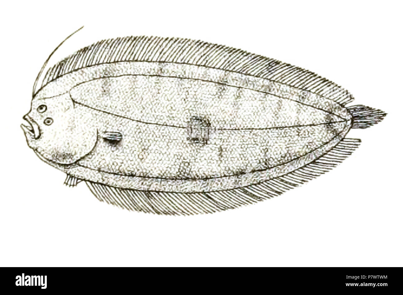 Bothus myriaster syn. Citharichthys aureus The species names / identity ...