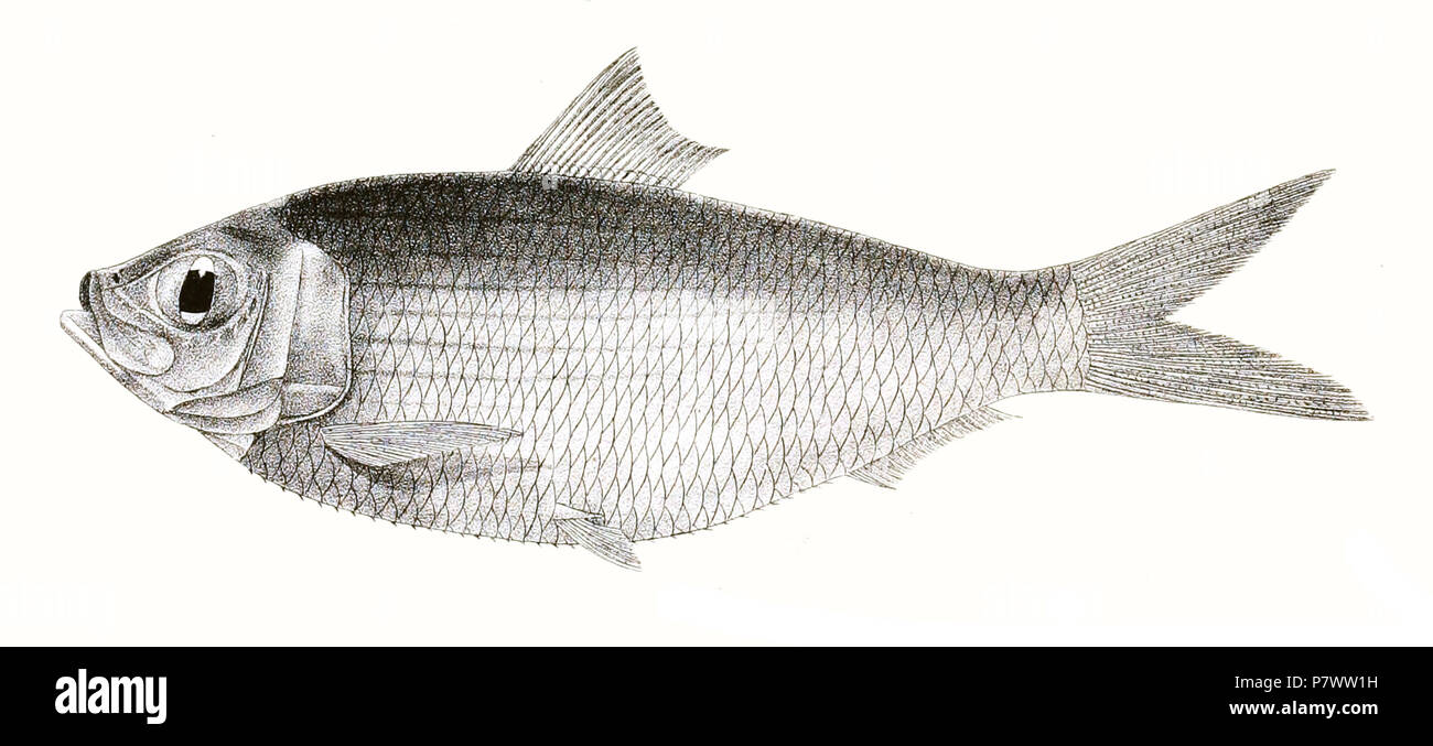 Fish species clupea hi-res stock photography and images - Alamy