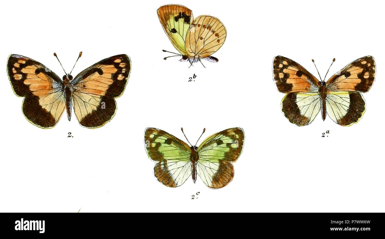 Phisadia hi-res stock photography and images - Alamy