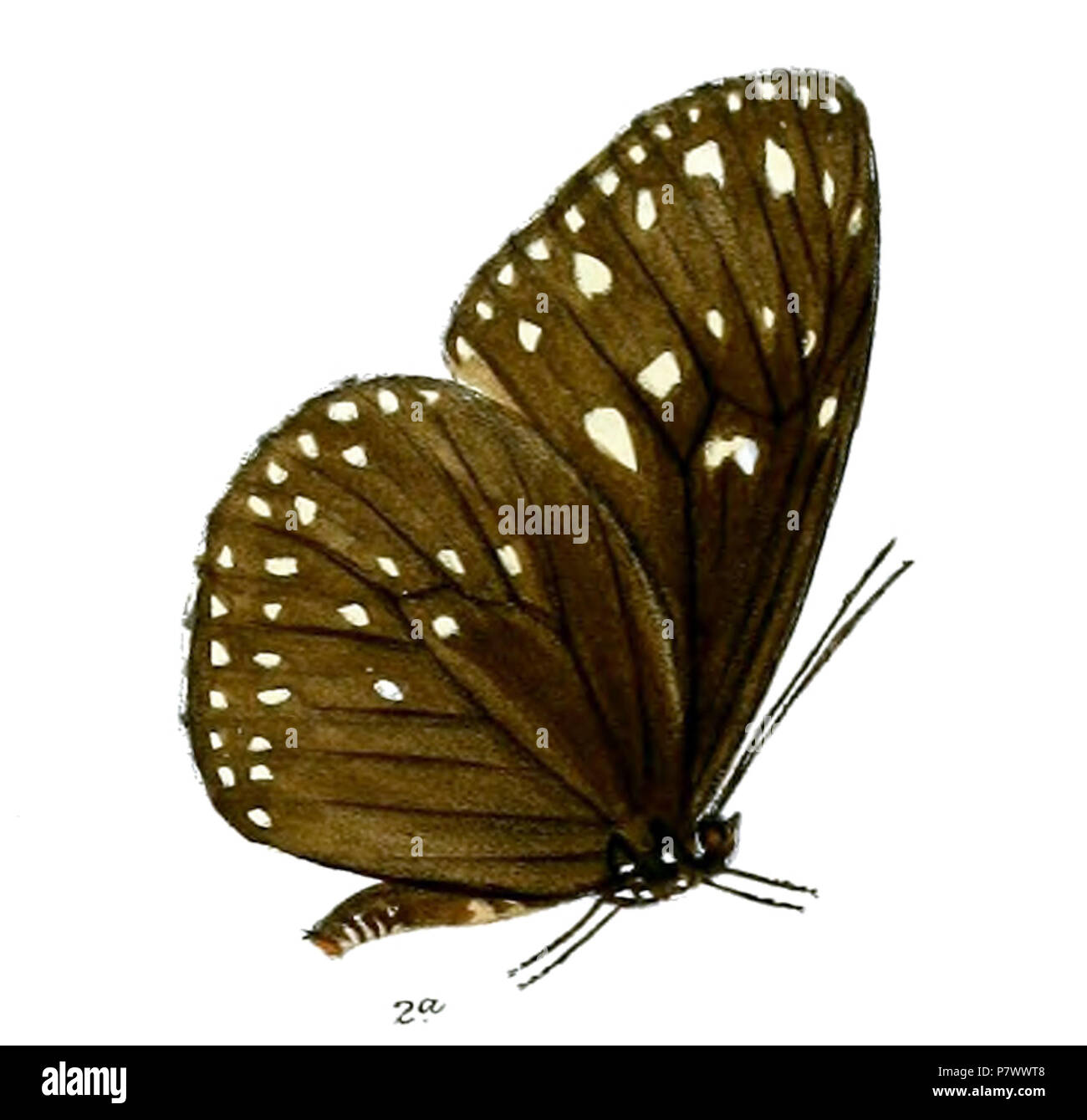 Crameri hi-res stock photography and images - Alamy