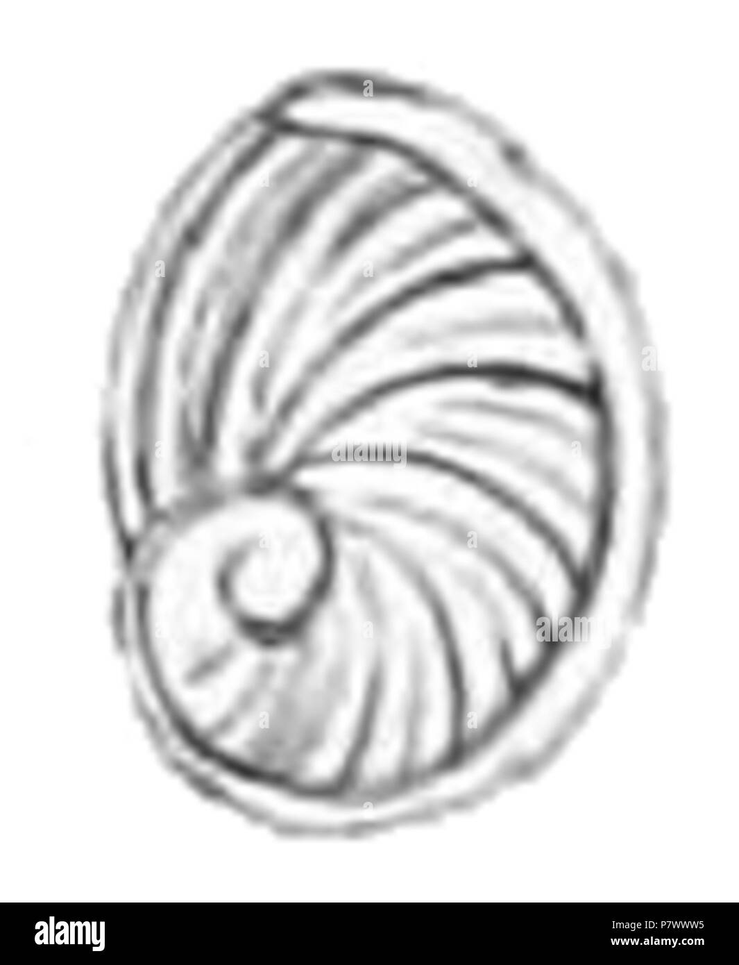 Operculum hi-res stock photography and images - Alamy