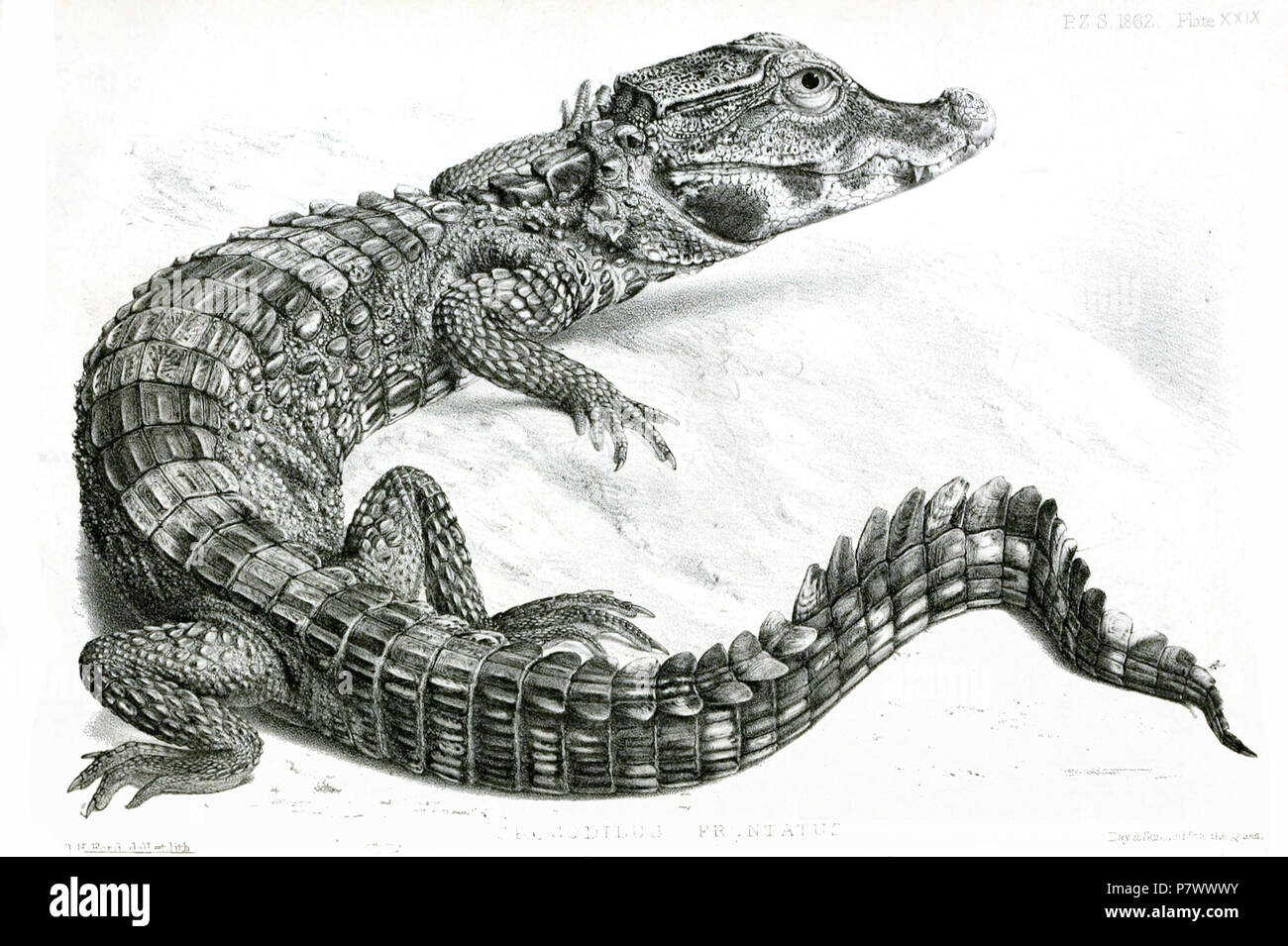 Crocodilus Frontatus High Resolution Stock Photography and Images - Alamy