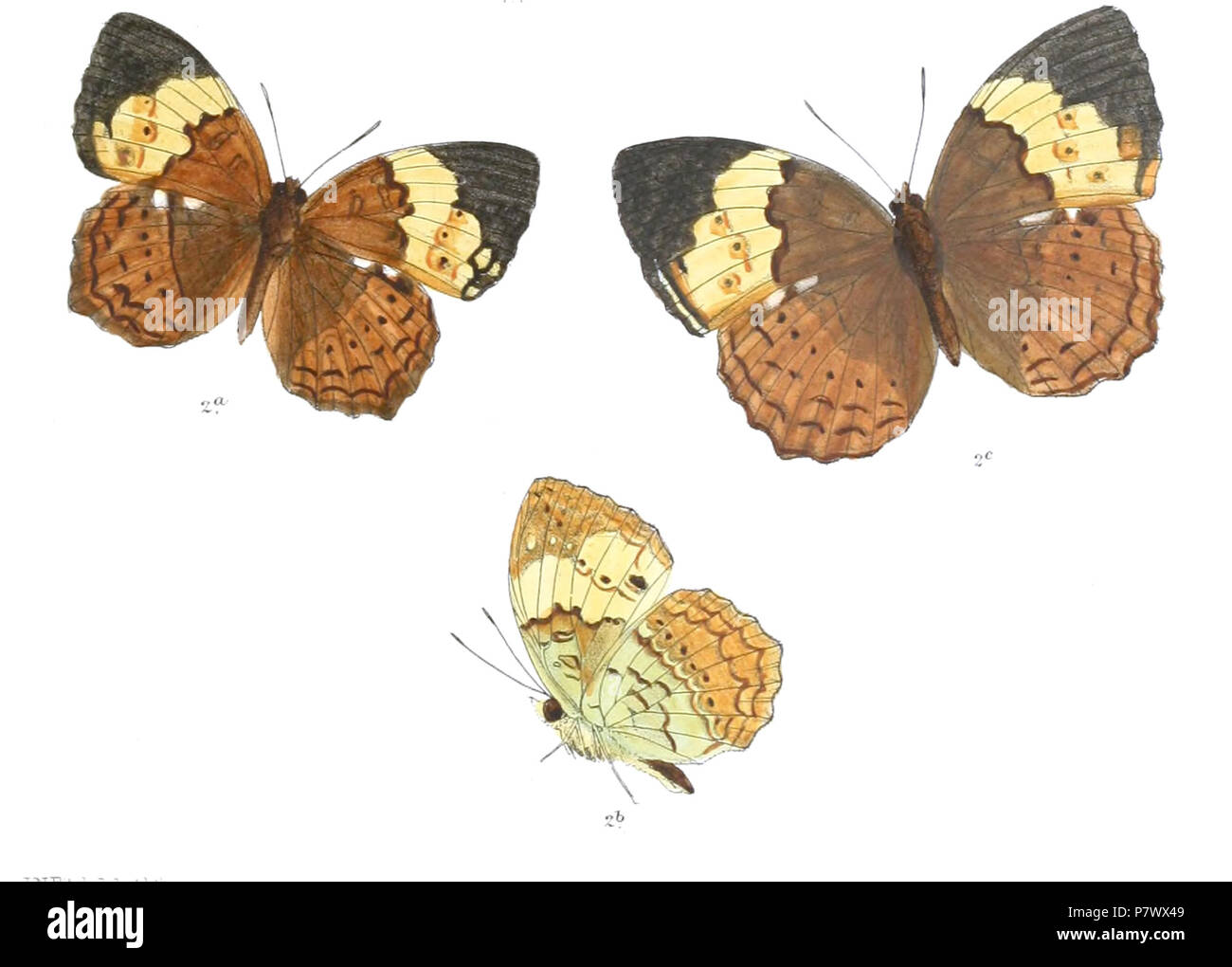 Cupha erymanthis hi-res stock photography and images - Alamy