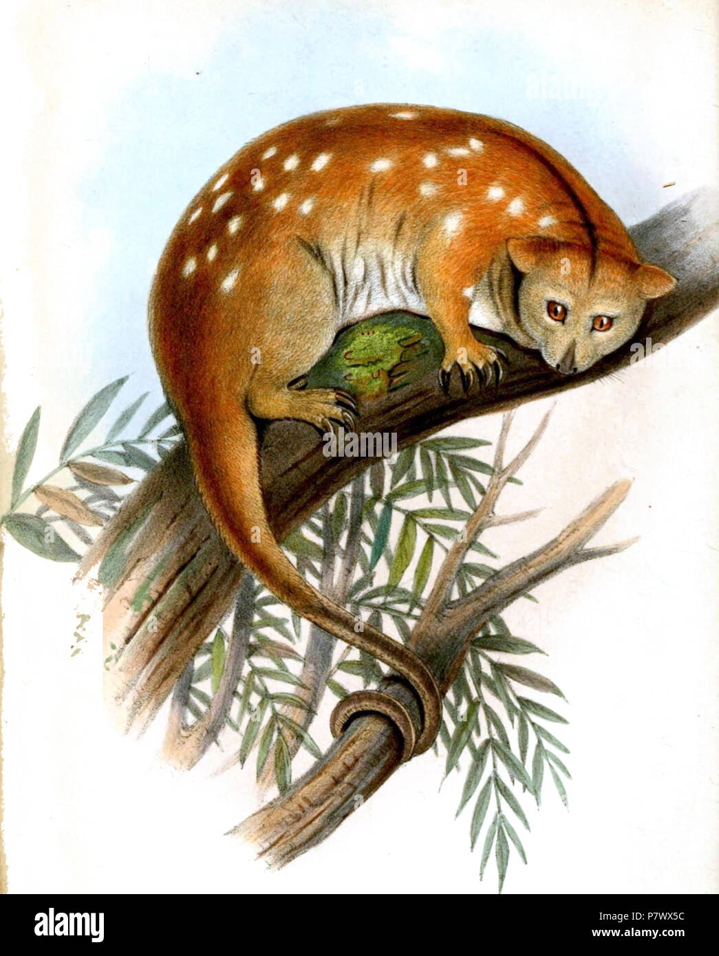 Phalanger ornatus hi-res stock photography and images - Alamy