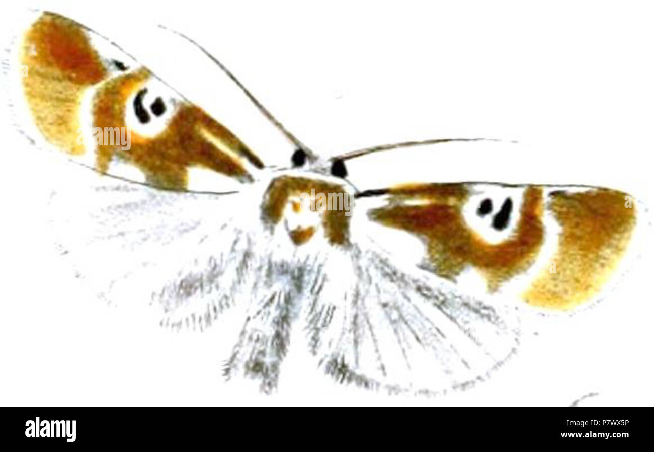 Cyana divakara English: 'New Indian Lepidoptera' . 1865 (published 1866 ...