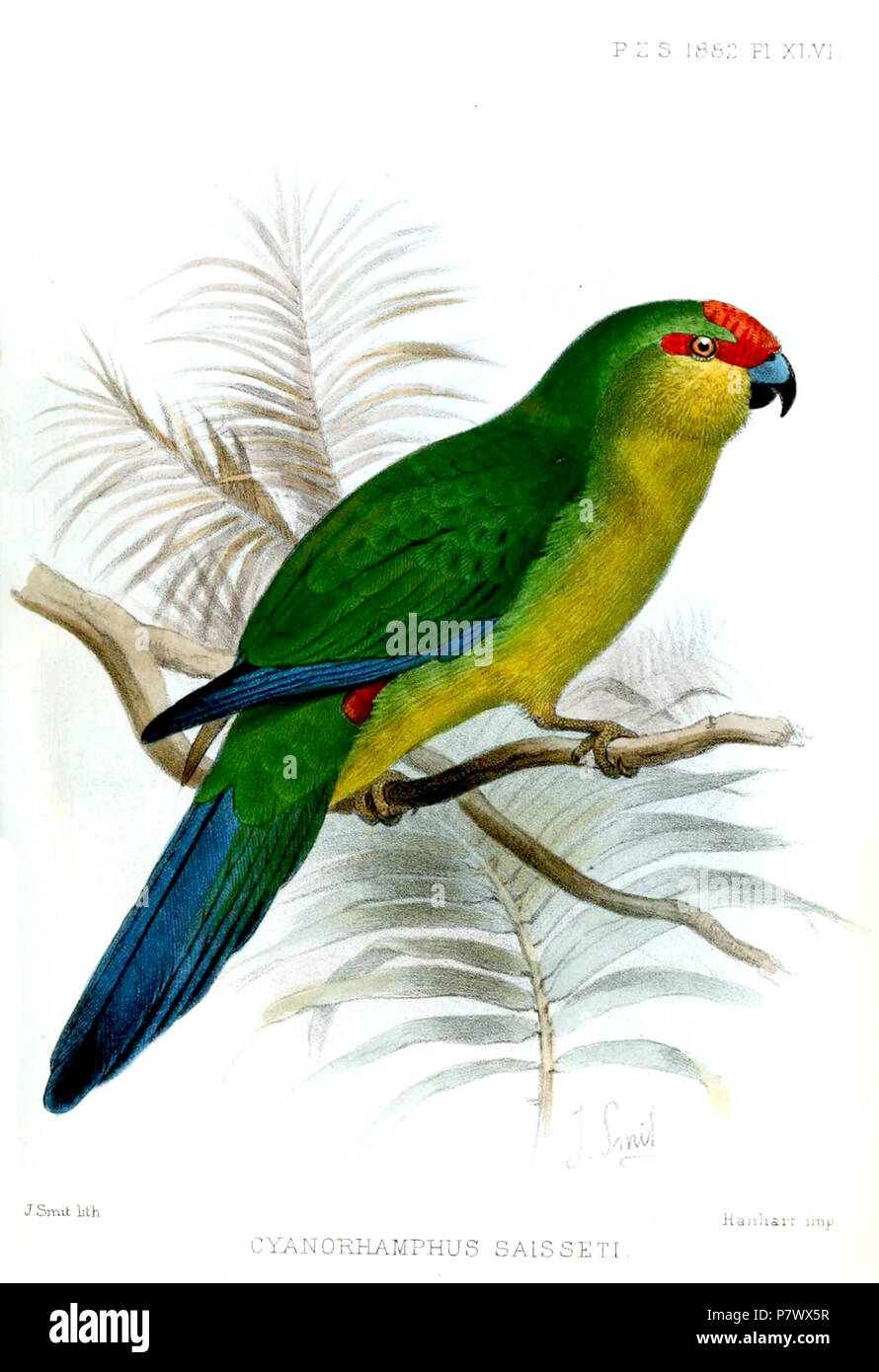 Cyanoramphus saisseti . 1882 101 CyanorhamphusSaissetiSmit Stock Photo ...
