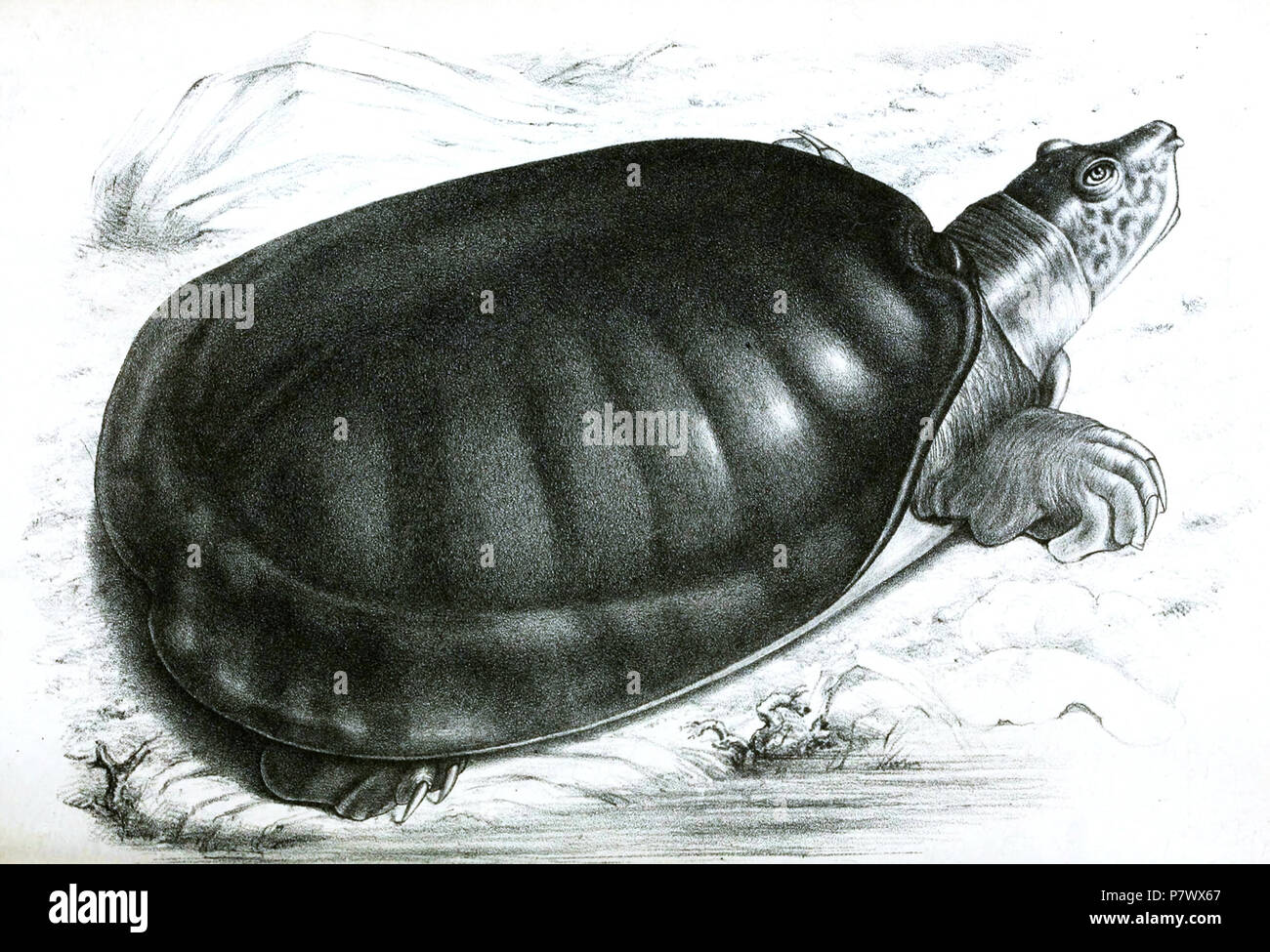 Cyclanorbis senegalensis hi-res stock photography and images - Alamy