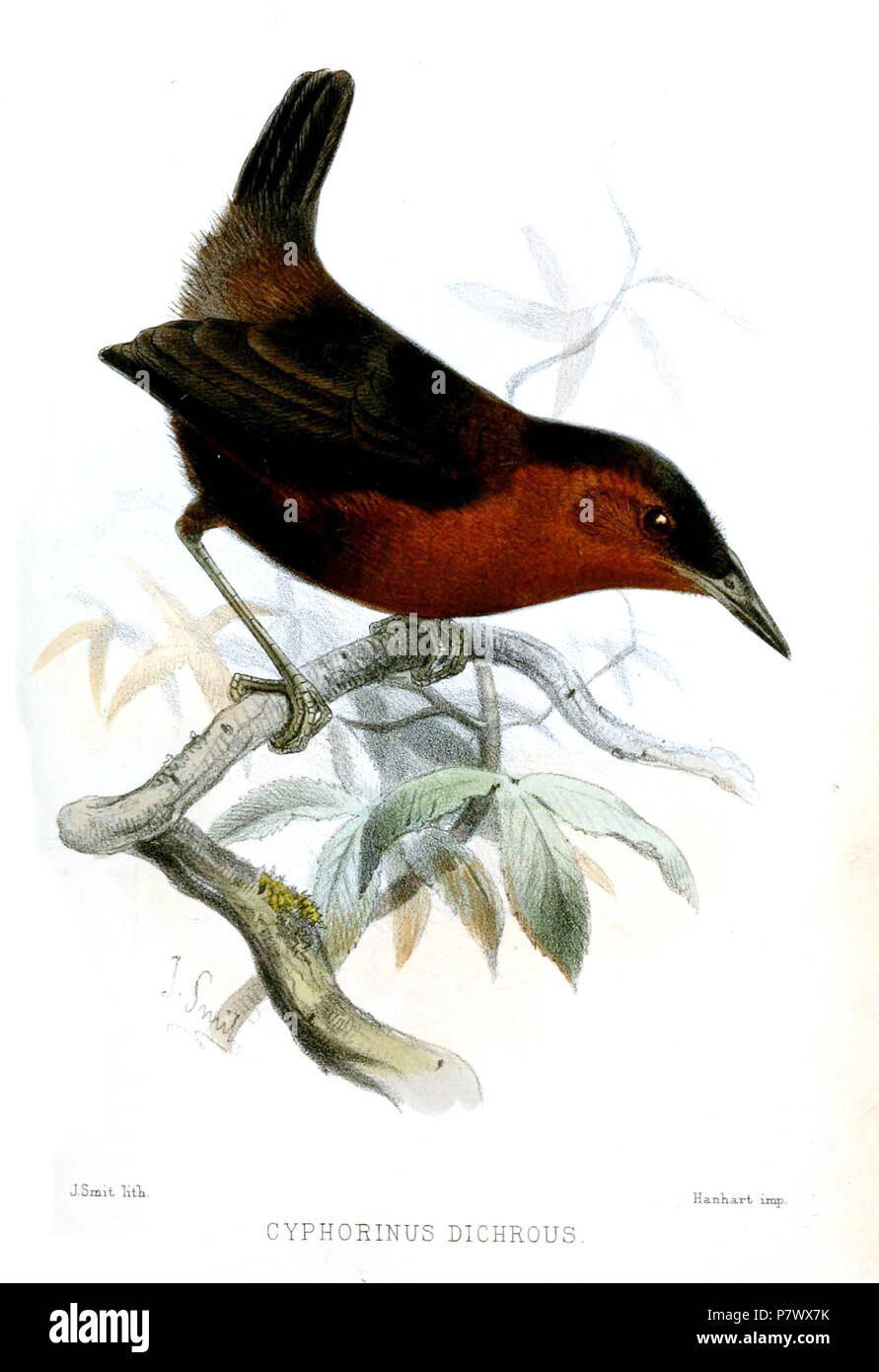 Thryothorus thoracicus hi-res stock photography and images - Alamy