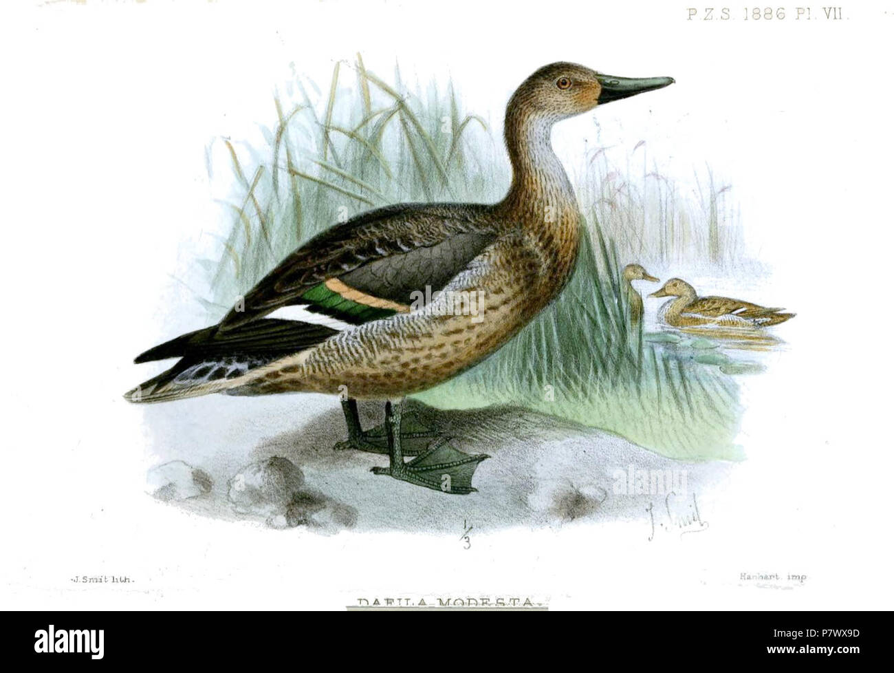 ánade rabudo hi-res stock photography and images - Alamy