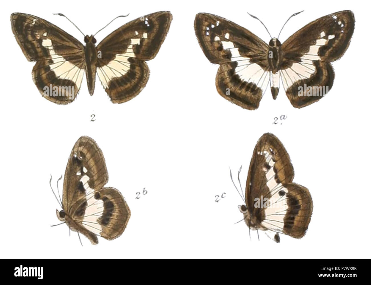 Daimio hi-res stock photography and images - Alamy