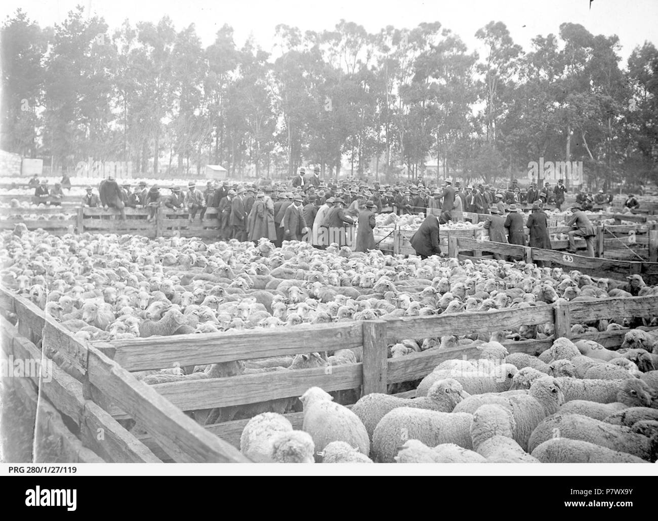 10 000 sheep hi-res stock photography and images - Alamy