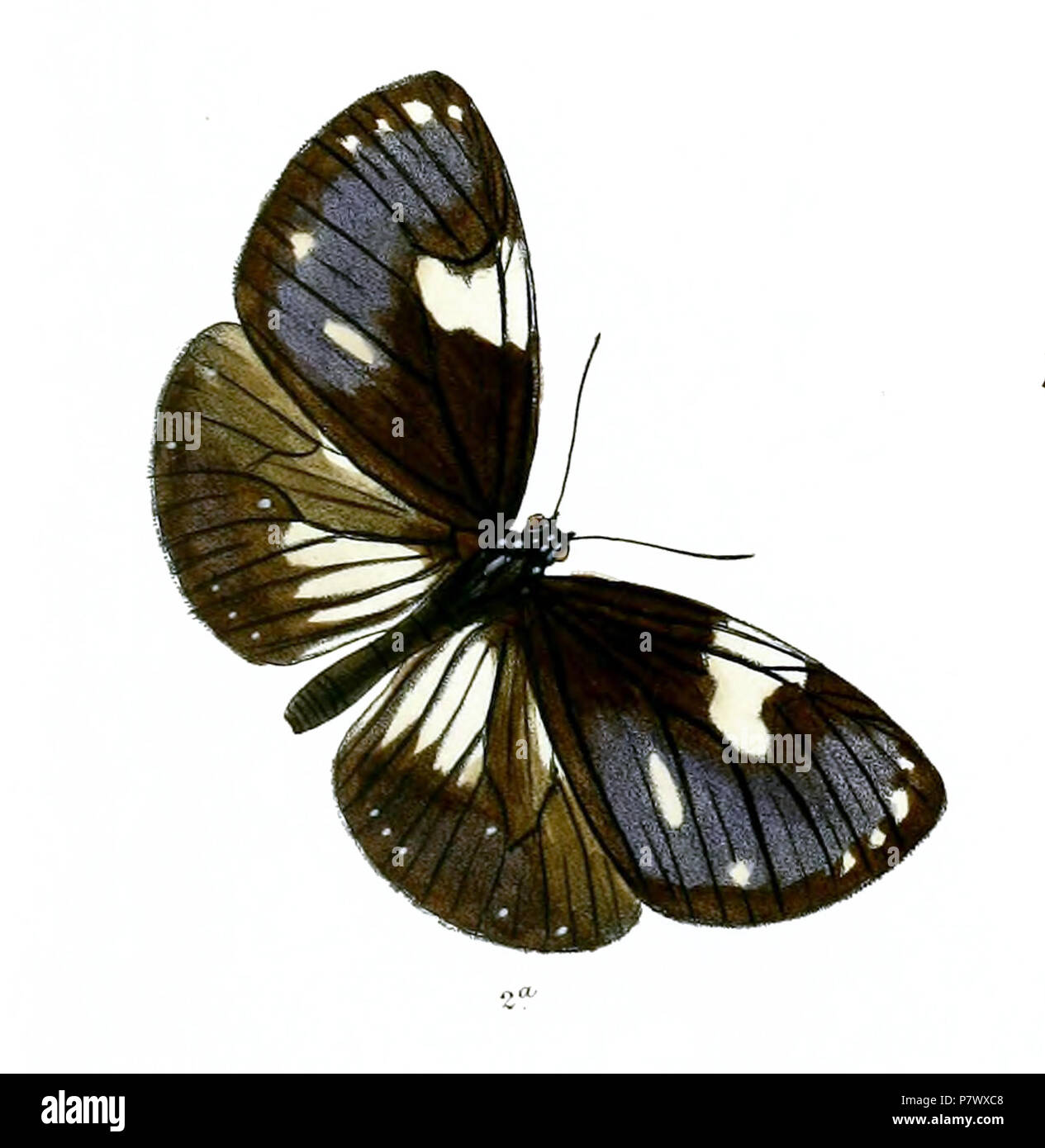 Rhadamanthus hi-res stock photography and images - Alamy