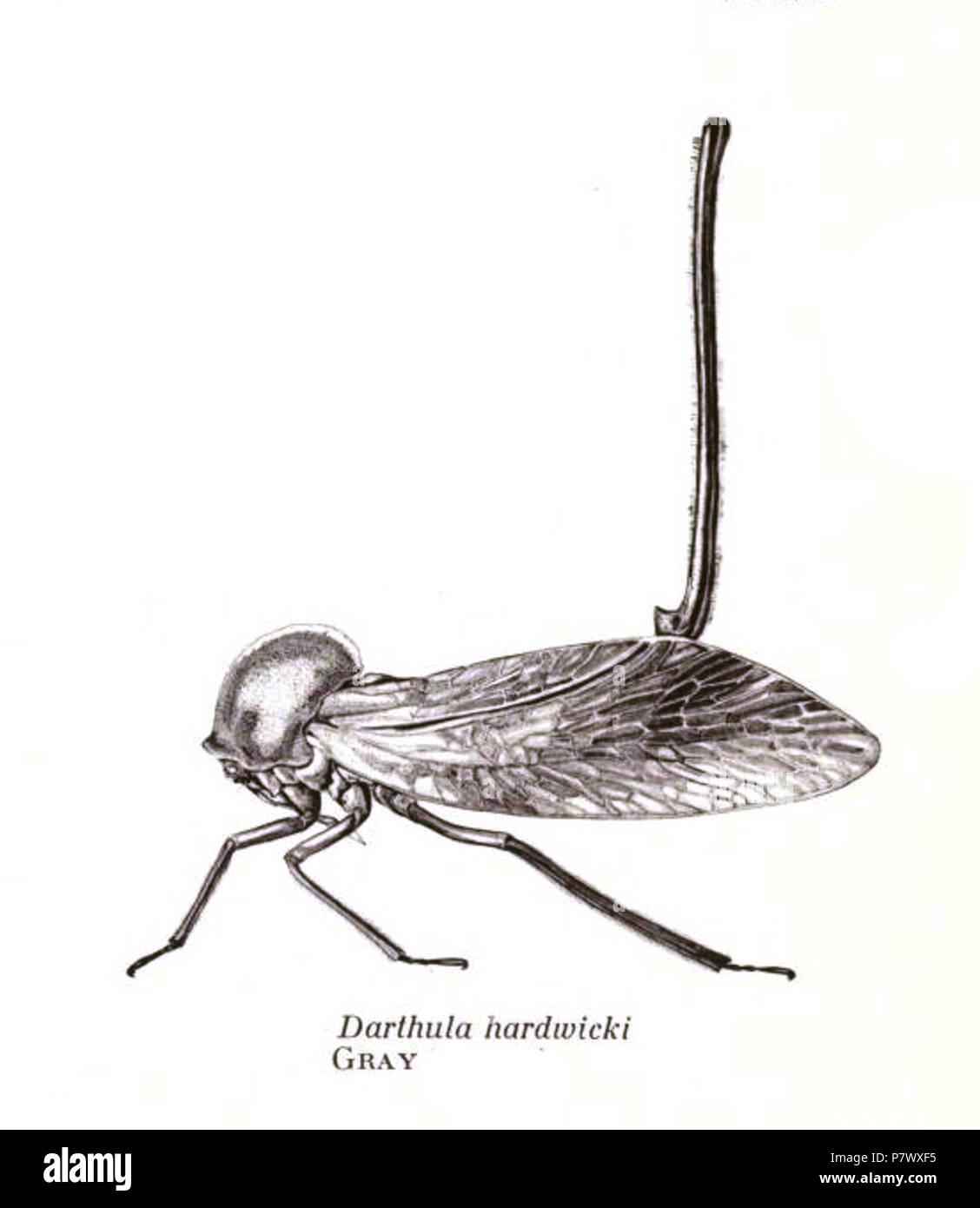 Darthula hardwickii with tail raised . 1952 102 Darthula raised Stock ...