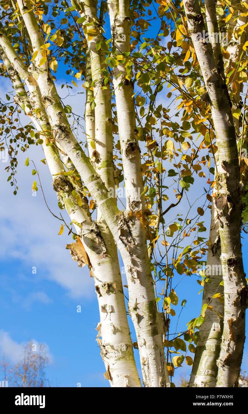 Silver Birch Tree Bark High Resolution Stock Photography and Images - Alamy