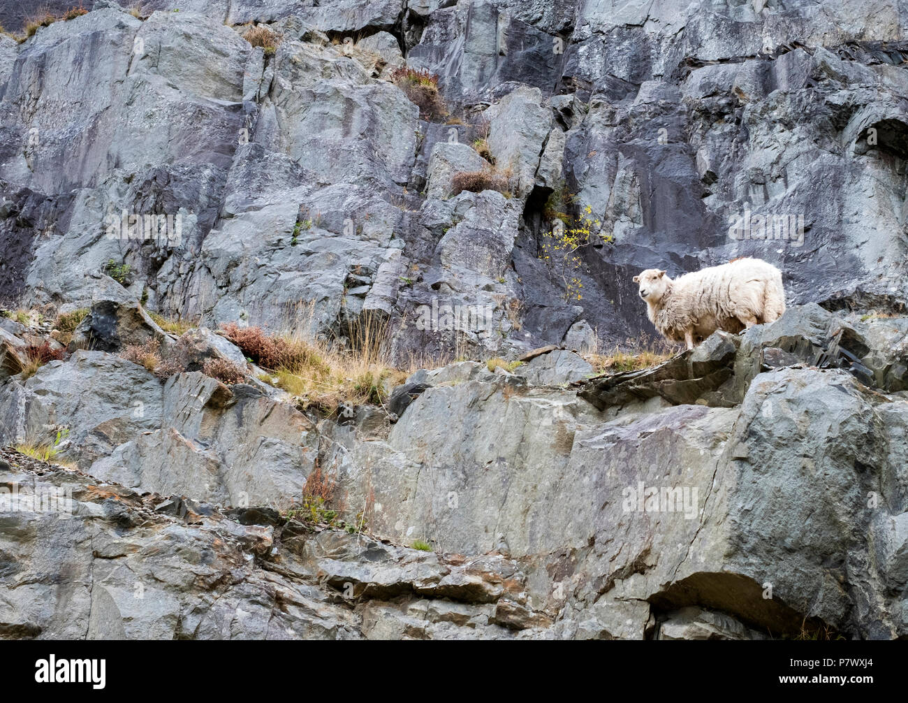Cliff face slate hi-res stock photography and images - Alamy