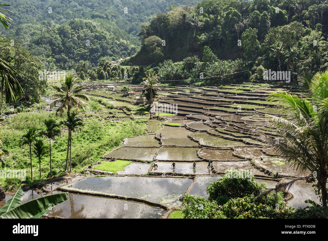 Water-filled rice terraces at planting time, near Detusoko, East Nusa ...