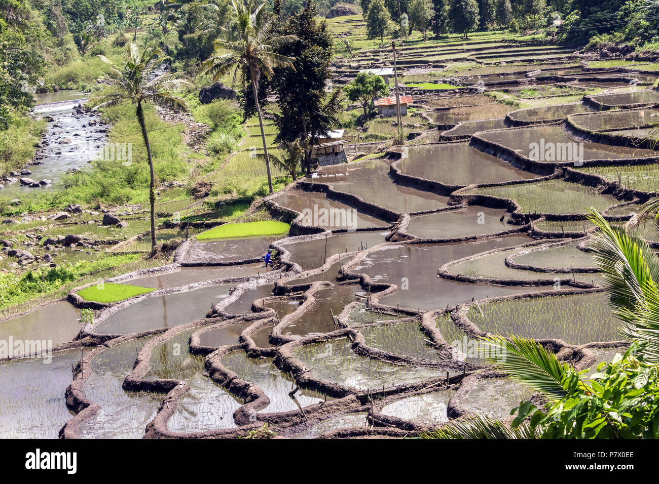 Rice terraces at planting season, near Detusoko, East Nusa Tenggara ...