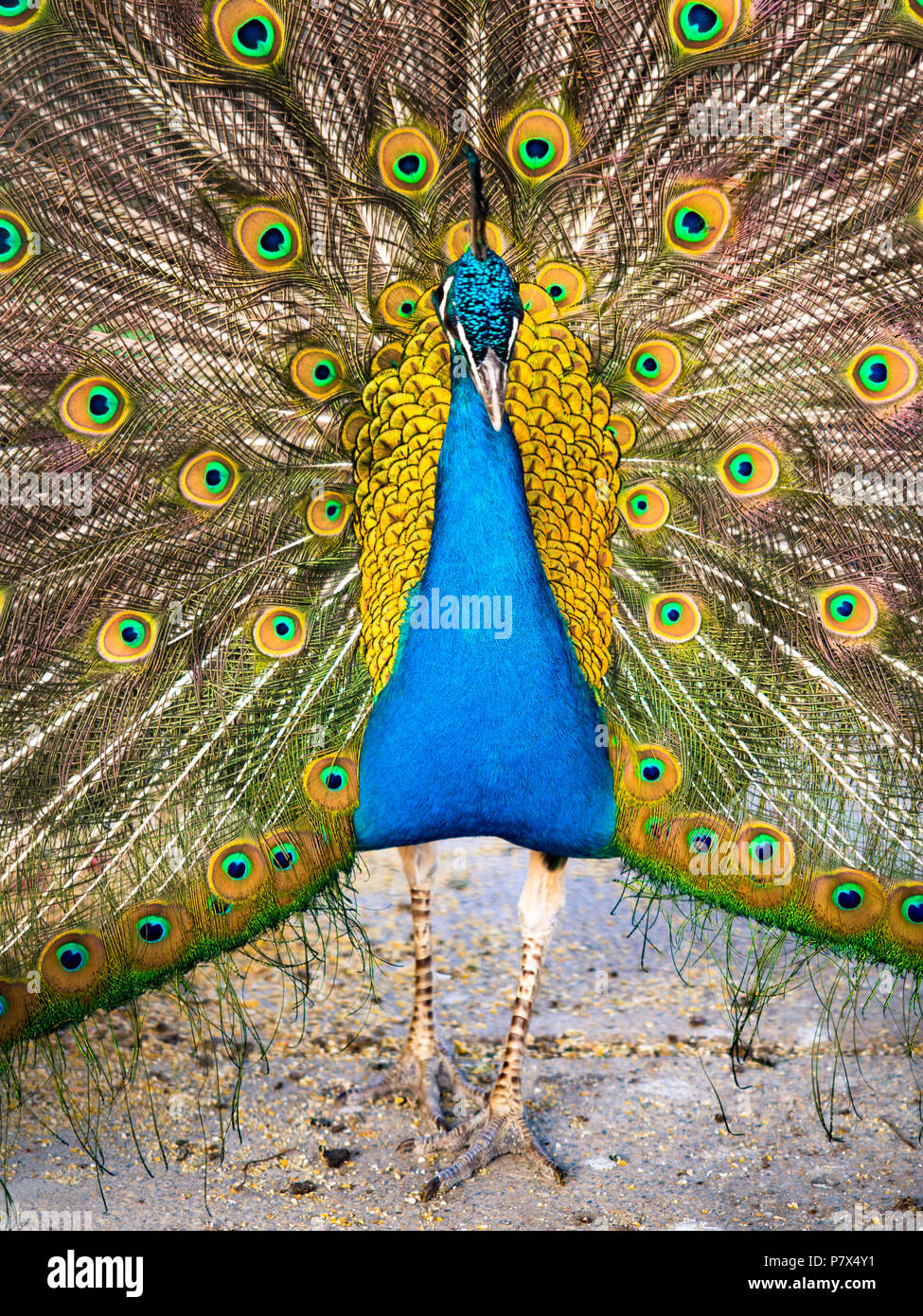 Colorful peacock and its wonderful tail Stock Photo - Alamy