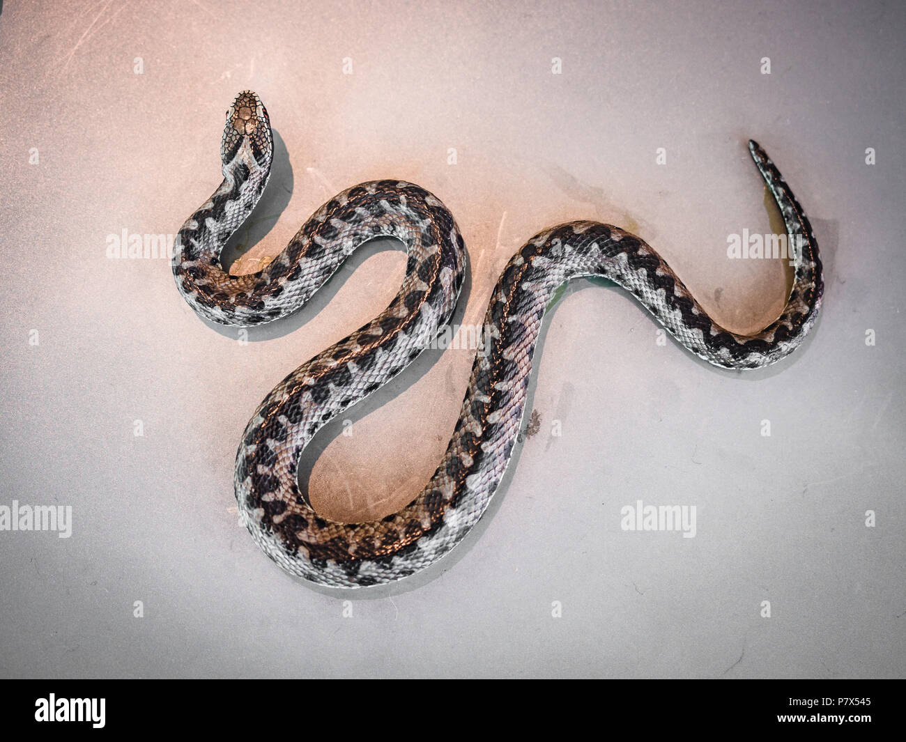 Reproduction of a viper on a neutral background Stock Photo - Alamy