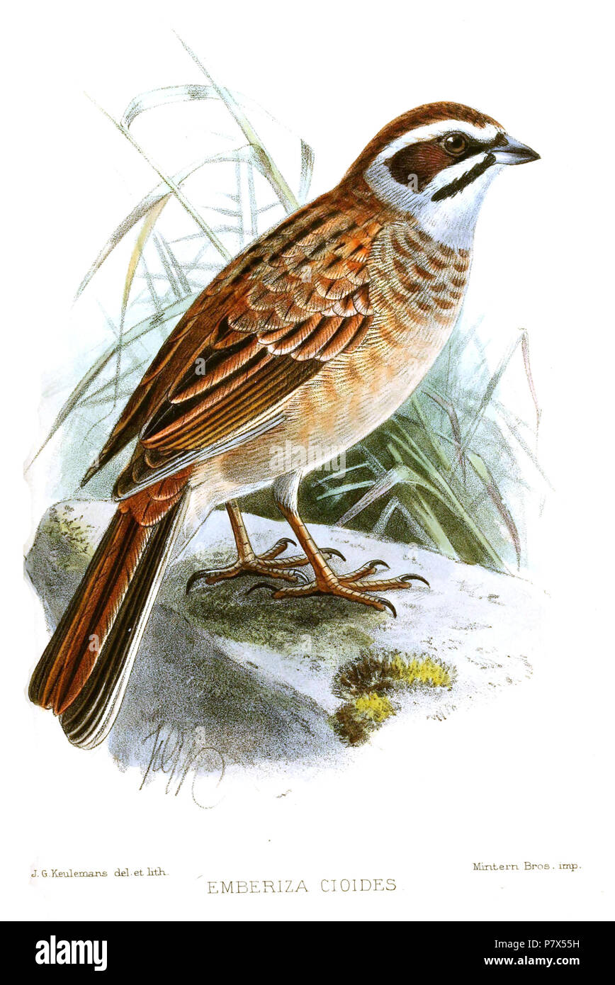 Emberiza cioides . 1889 144 EmberizaCioidesKeulemans Stock Photo - Alamy