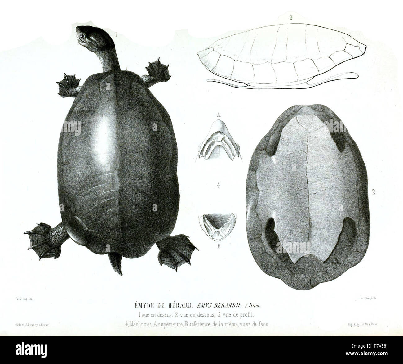 Dermatemys hi-res stock photography and images - Alamy