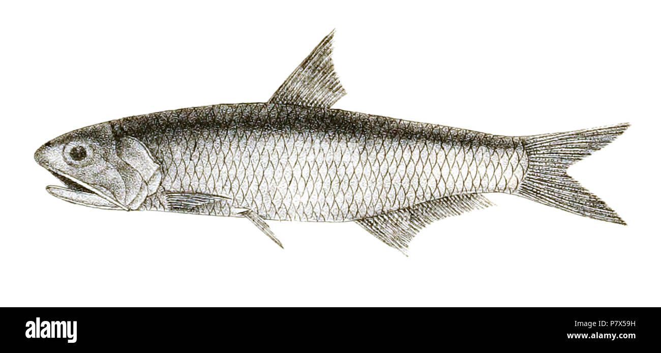 Thryssa baelama syn. Engraulis boelama The species names / identity ...