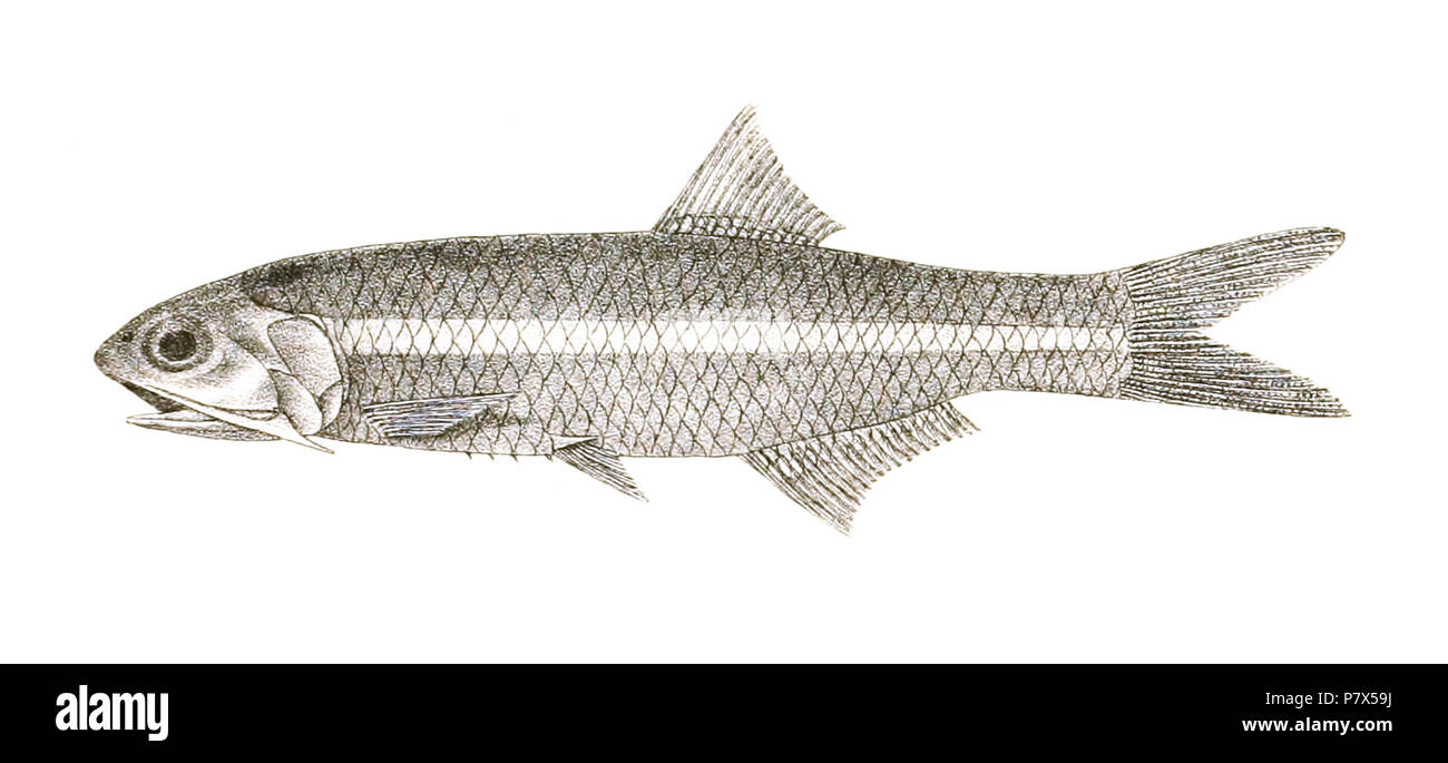 Stolephorus commersonnii hi-res stock photography and images - Alamy