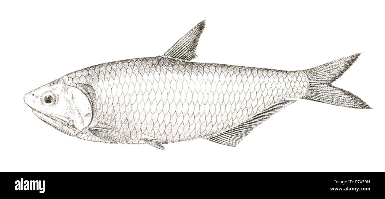 Thryssa kammalensis syn. Engraulis kammalensis The species names ...