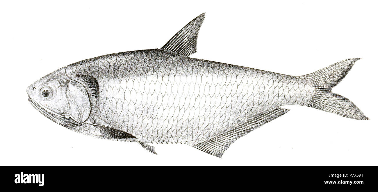 Thryssa malabarica syn. Engraulis malabaricus The species names ...