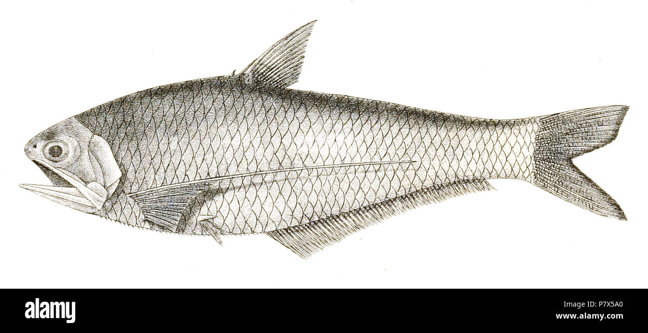 Setipinna taty hi-res stock photography and images - Alamy