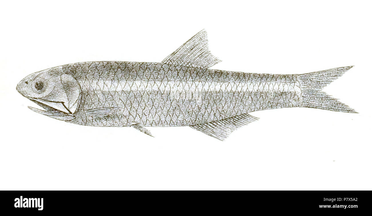 Tri plates hi-res stock photography and images - Alamy