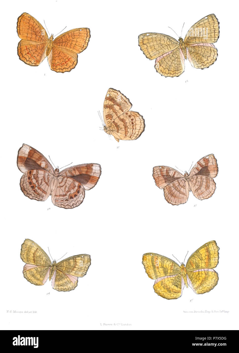 Ergolis hi-res stock photography and images - Alamy