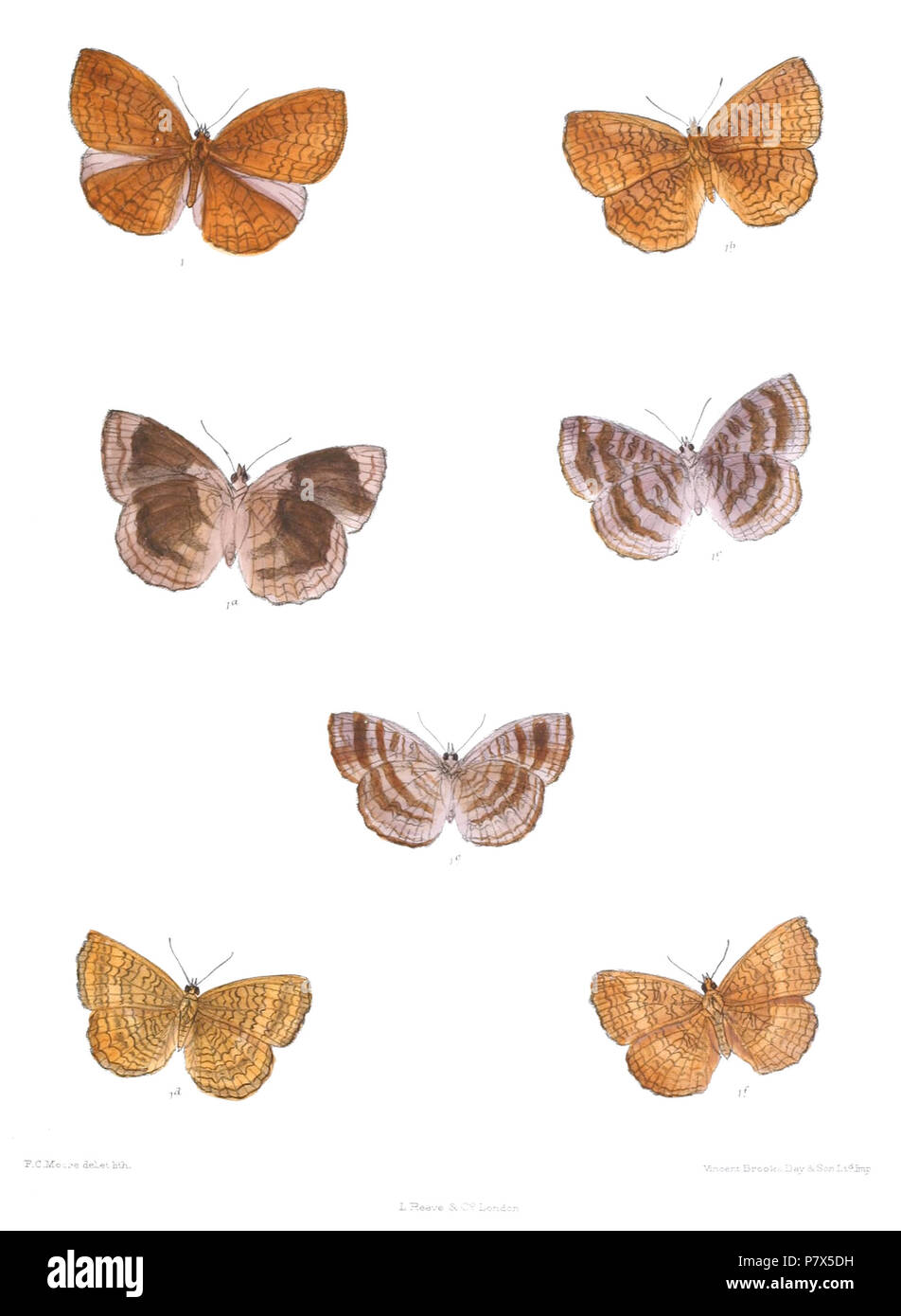 Taprobana hi-res stock photography and images - Alamy