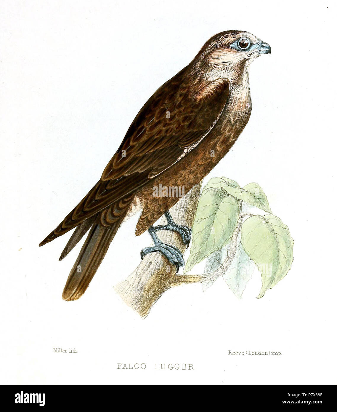 Falco biarmicus . 1847 155 FalcoLuggurJerdon Stock Photo - Alamy