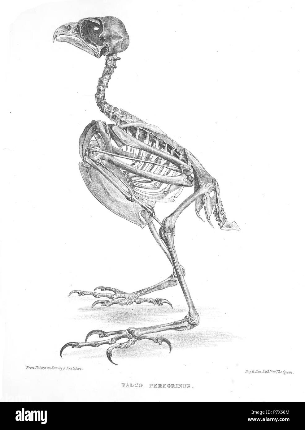 Skeleton of Falco peregrinus . 1869 155 FalcoPeregrinusSkeleton Stock ...