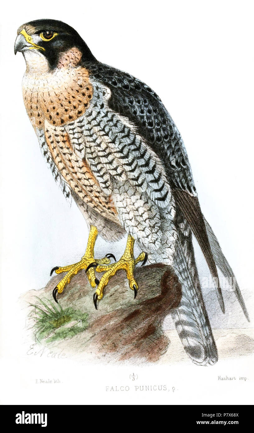Falco punicus (female)=Falco pelegrinoides pelegrinoides [1] . 1887 155 ...
