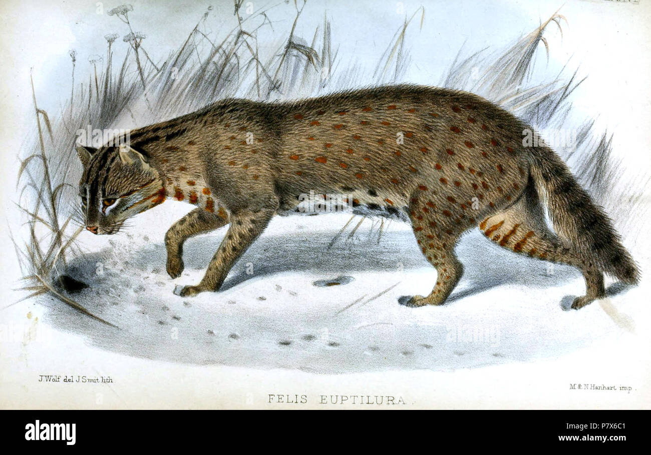 Felis bengalensis hi-res stock photography and images - Alamy