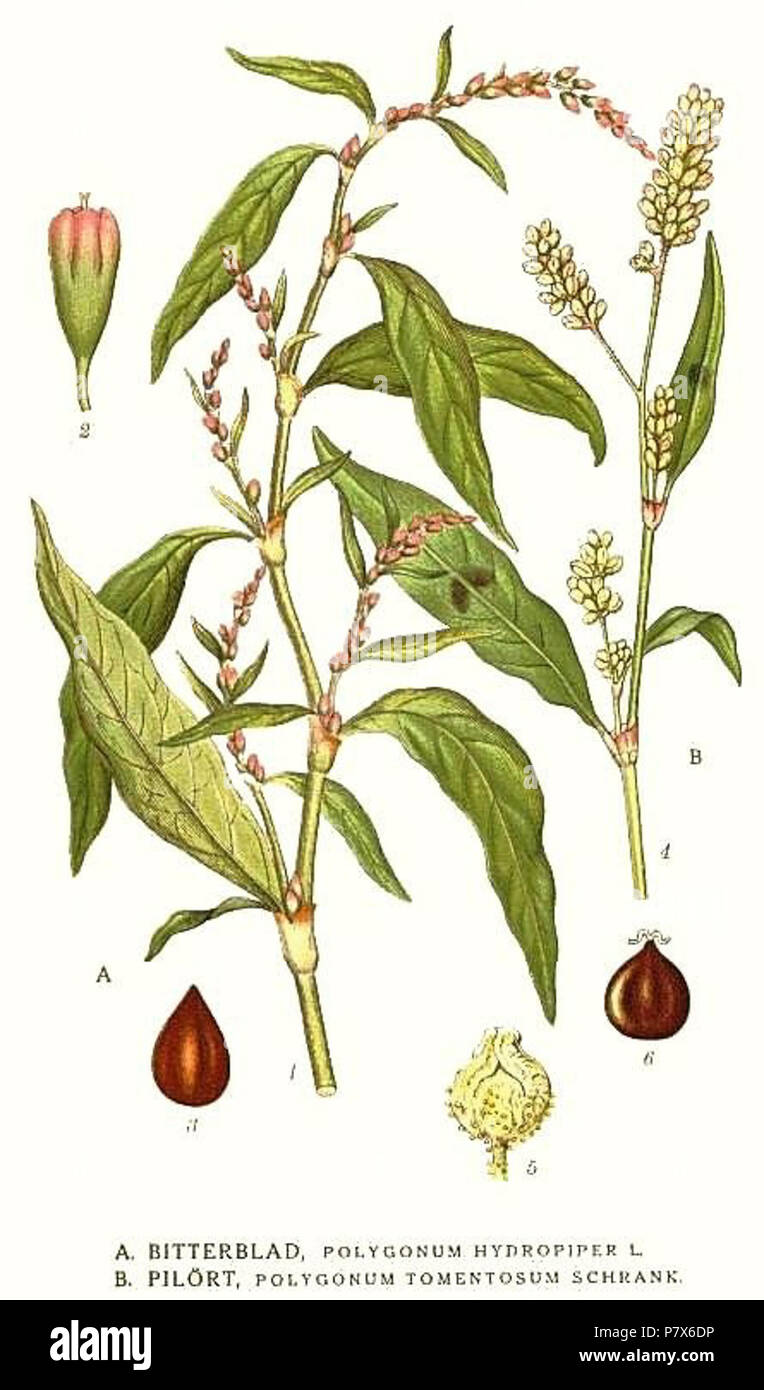 356 Polygonum tomentosum, Polygonum hydropiper Stock Photo - Alamy