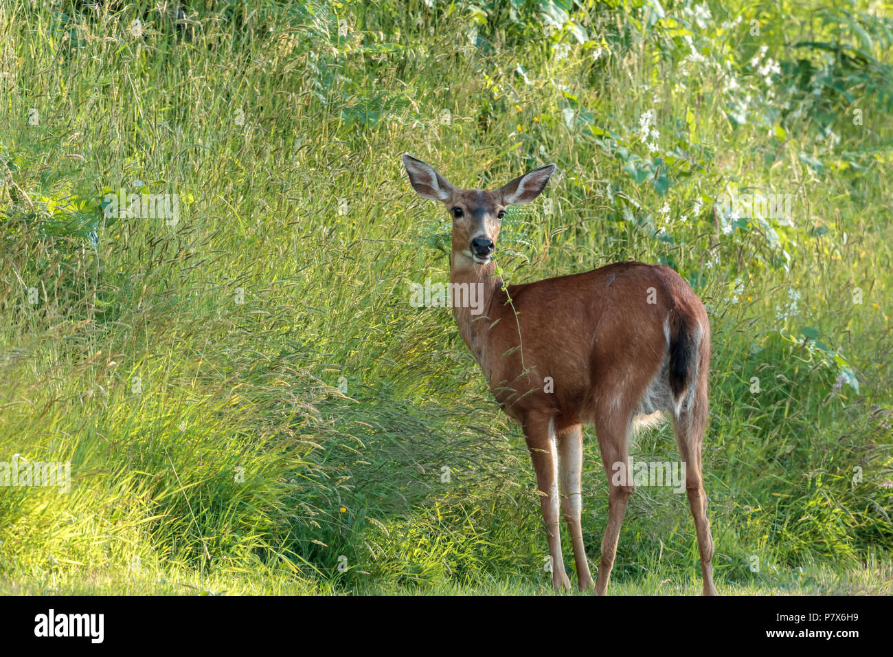 Pacific northwest wildlife hi-res stock photography and images - Alamy