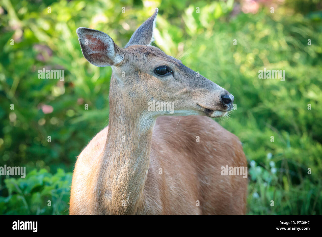 Pacific northwest wildlife hi-res stock photography and images - Alamy
