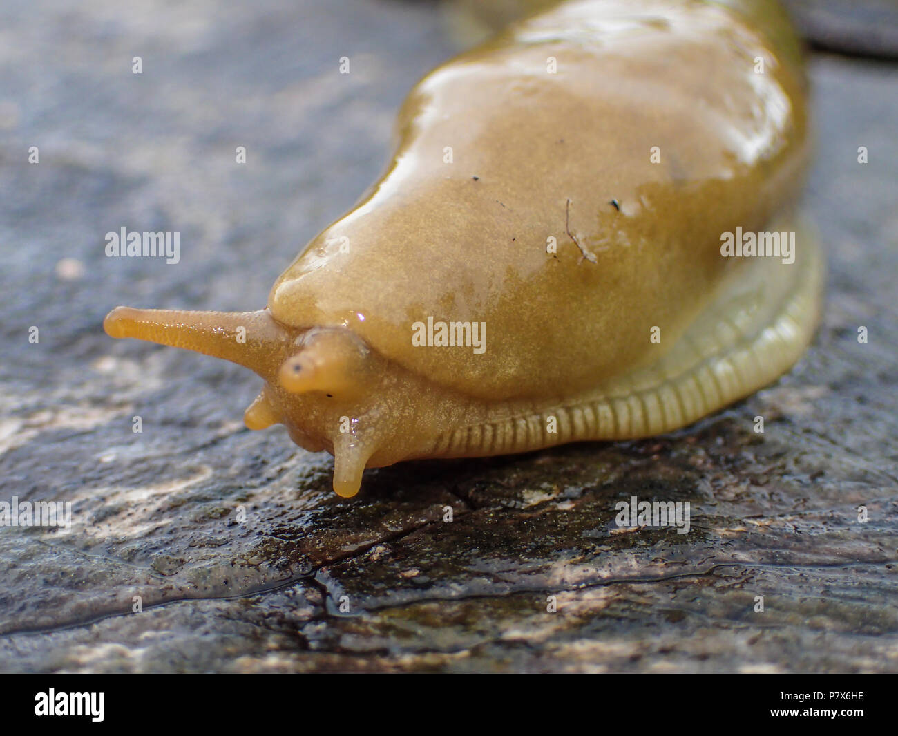 A close up of a yellow slug, limacus flavus, on a wet tree stump in ...