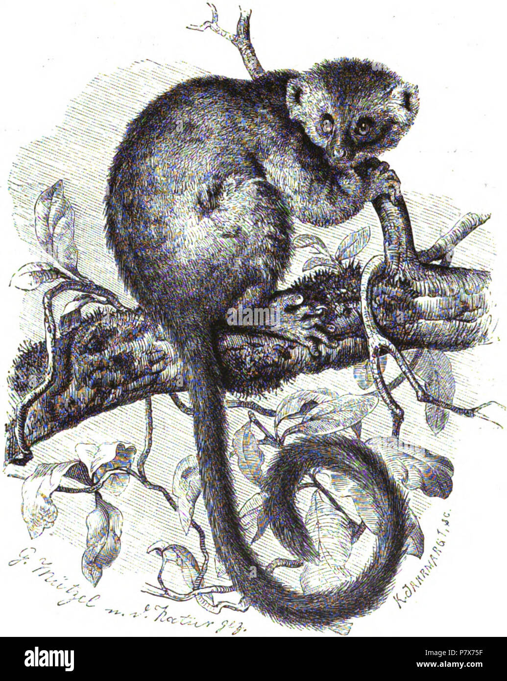 English: Eastern lesser bamboo lemur (Hapalemur griseus) . 1890 170 ...