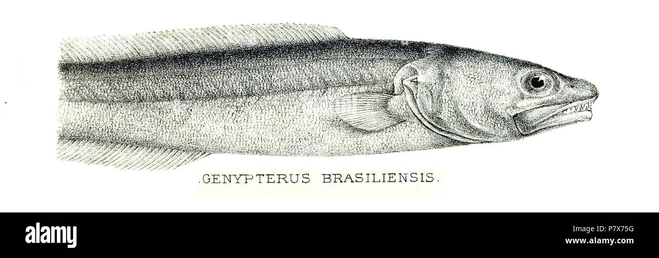 Genypterus brasiliensis=Genypterus blacodes . 1903 170 Genypterus ...