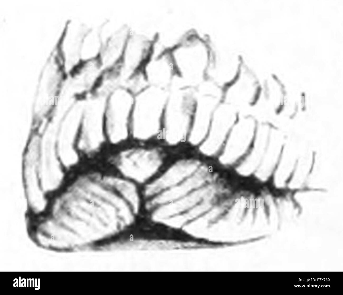 English: Drawing of caudal end of the body of Geomalacus maculosus ...