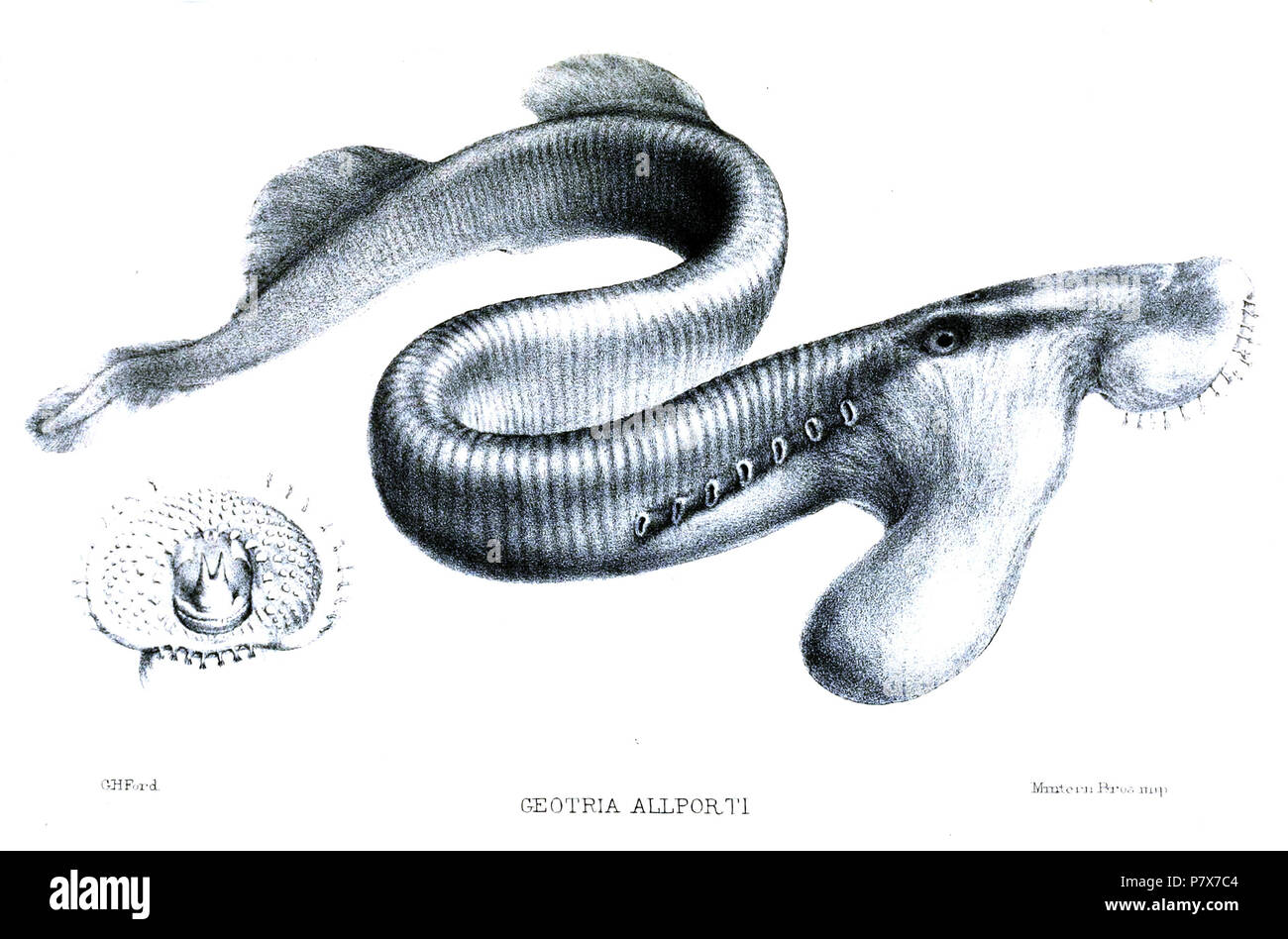 Geotria allporti Günther = Geotria australis Gray, 1851, English: Adult ...