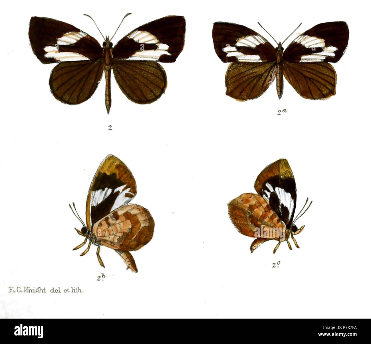 Its knight time Cut Out Stock Images & Pictures - Alamy