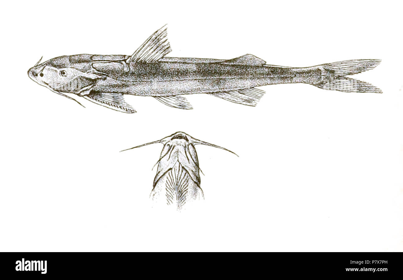 The species names / identity need verification - original names from ...